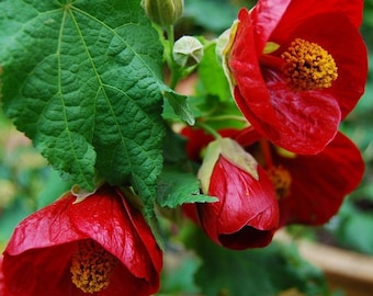 Abutilon Seeds | Etsy