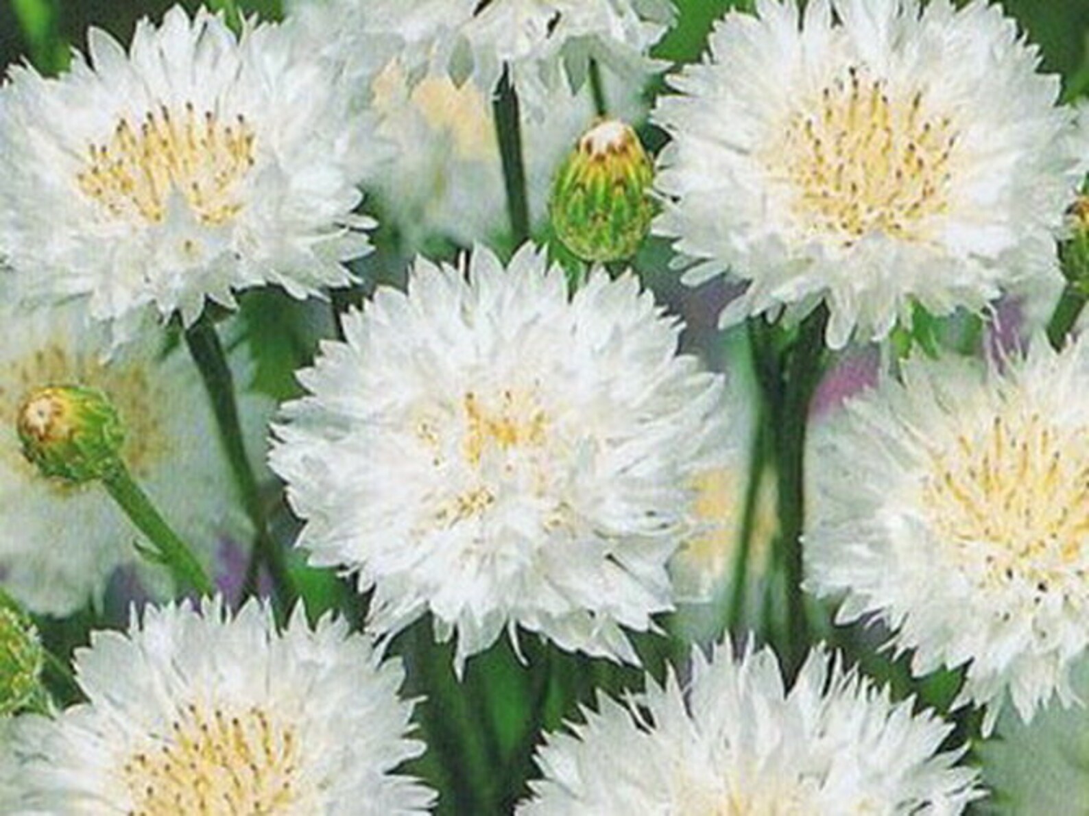 Seeds Cornflower Seeds Centaurea Cyanus White Ball Flower - Etsy