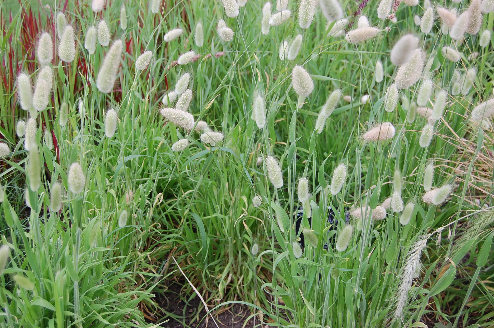 Seeds Flowers Lagurus Ovatus Dryflower Cereal Plant From - Etsy