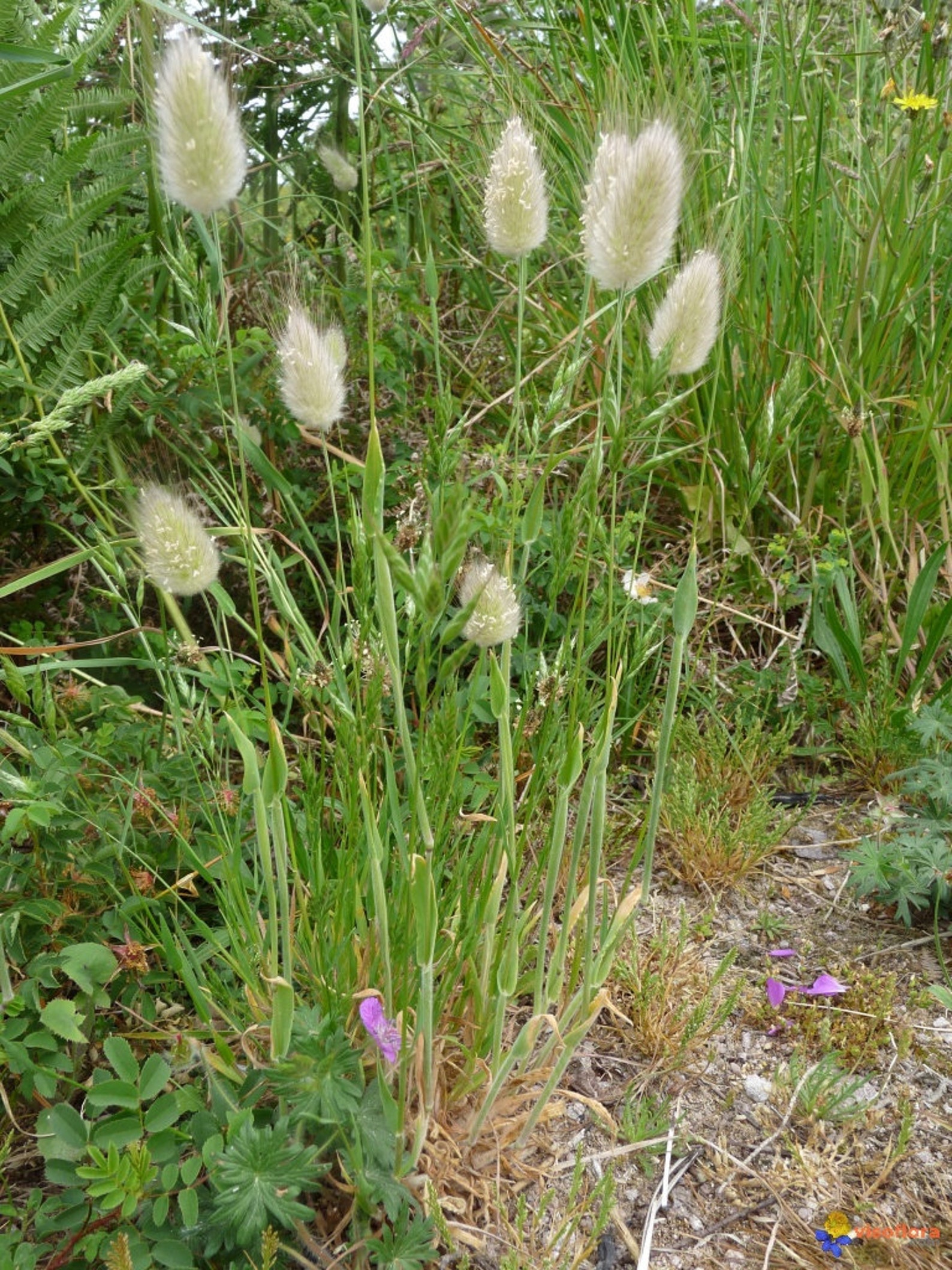 Seeds Flowers Lagurus Ovatus Dryflower Cereal Plant From - Etsy
