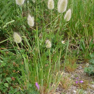 Seeds Flowers Lagurus Ovatus Dryflower Cereal Plant From - Etsy