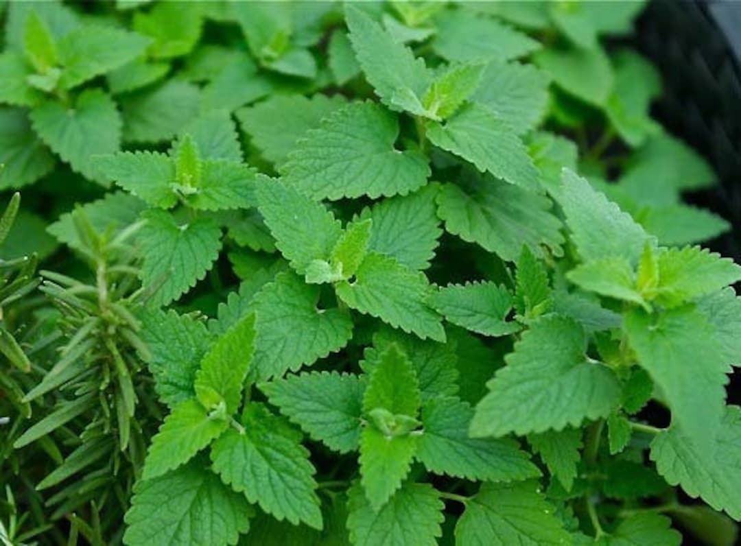 Seeds Catnip Lemon Nepeta Cataria Perennial Herb Seeds From Ukraine ...