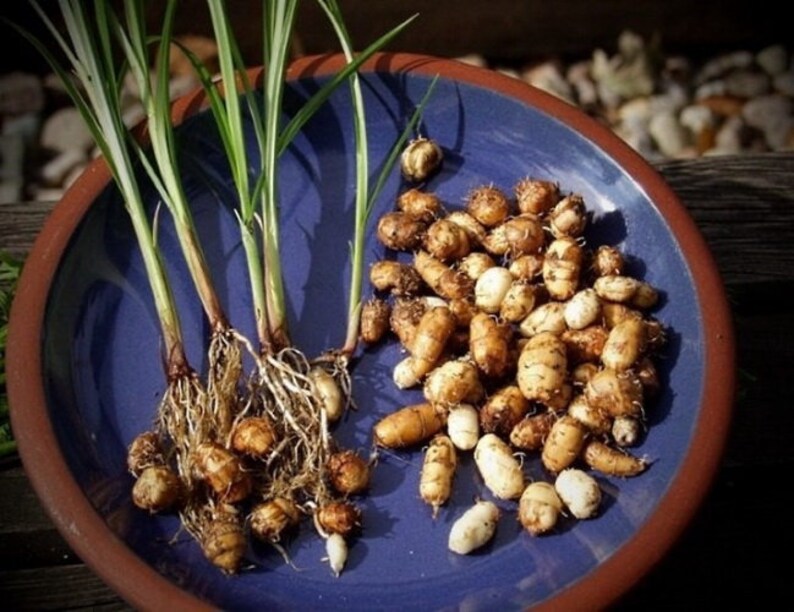 Seeds Chufa Cyperus Esculentus Earth Almond Vitamin Tasty | Etsy