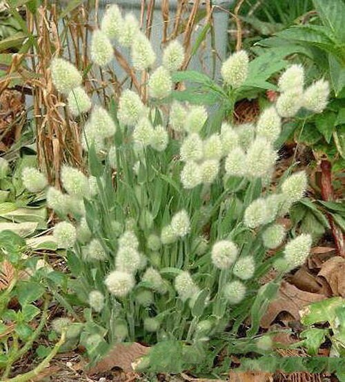 Seeds Flowers Lagurus Ovatus Dryflower Cereal Plant From - Etsy