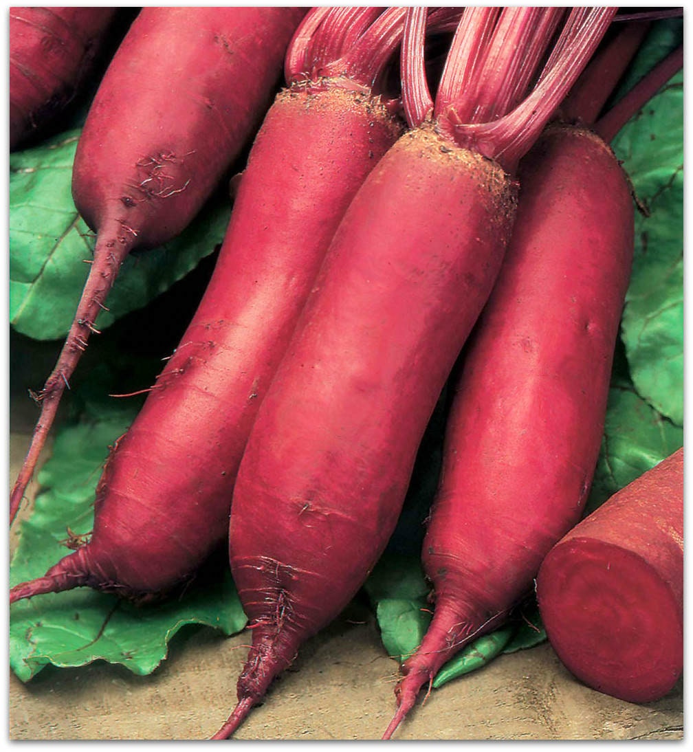 Seeds Beetroot Cylinder Popular Compact Plenteous Vegetables Seeds de ...