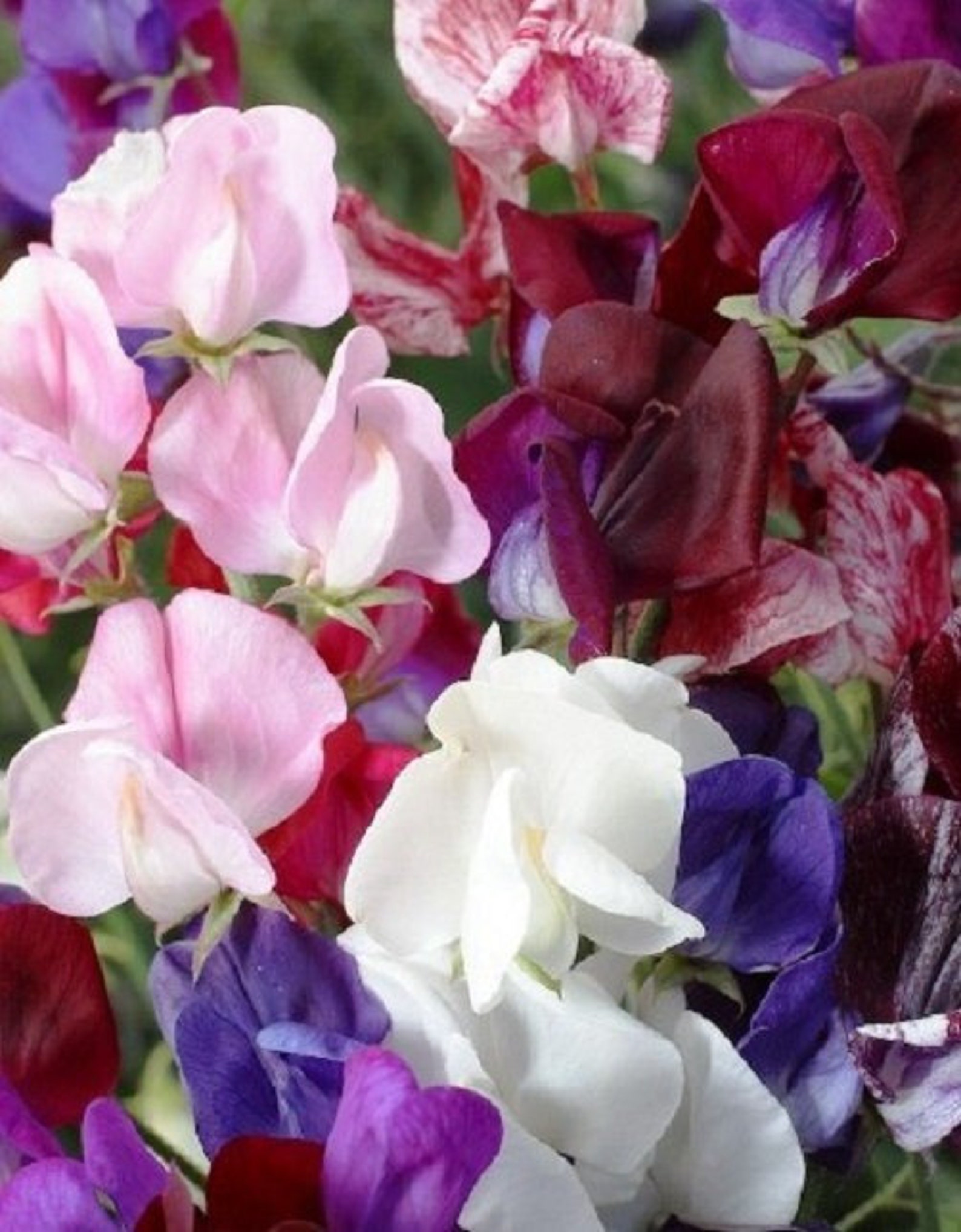 Seeds Sweet Peas Lathyrus Odoratus Mix Curly Flower Seeds From | Etsy
