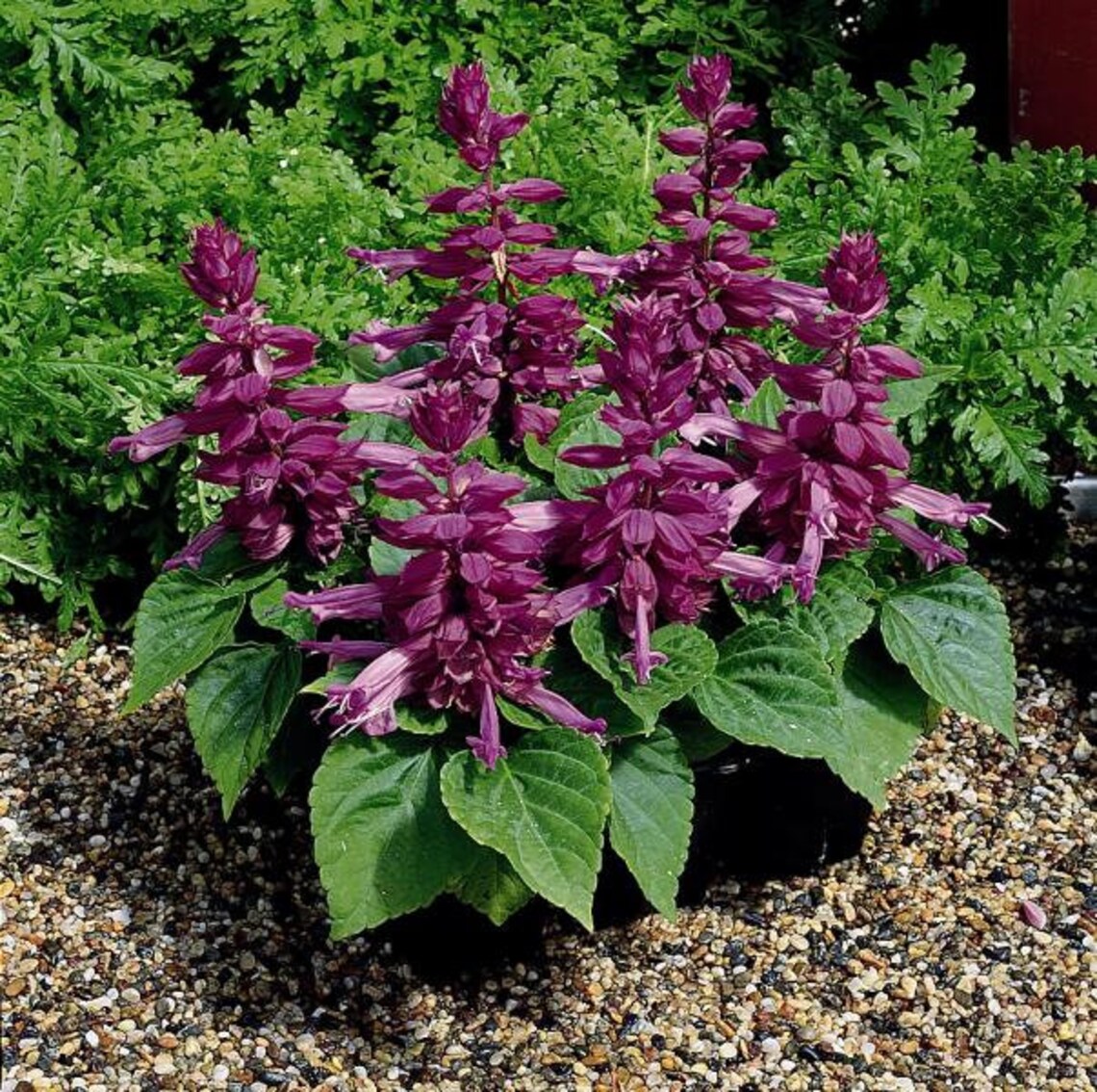Seeds Salvia splendens Purple Annual Charming Flower Seeds | Etsy