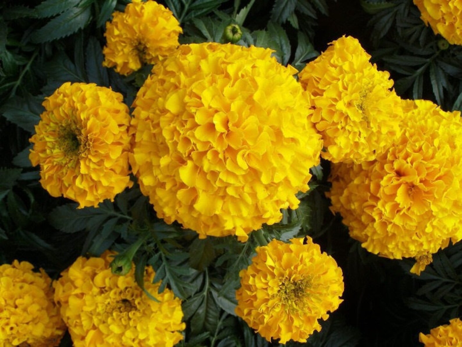 Seeds Marigolds vertical Moonlight Yellow Large Terry Flower | Etsy