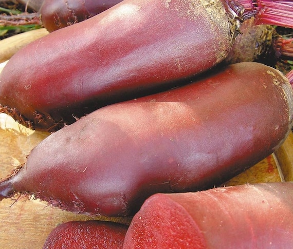 Seeds Beetroot Cylinder Popular Compact Plenteous Vegetables - Etsy España