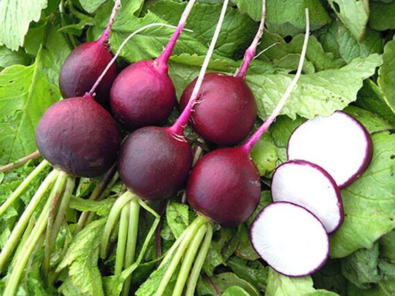 Seeds & Seed Bombs Home & Living Seeds Organic Radish Malaga Rare ...