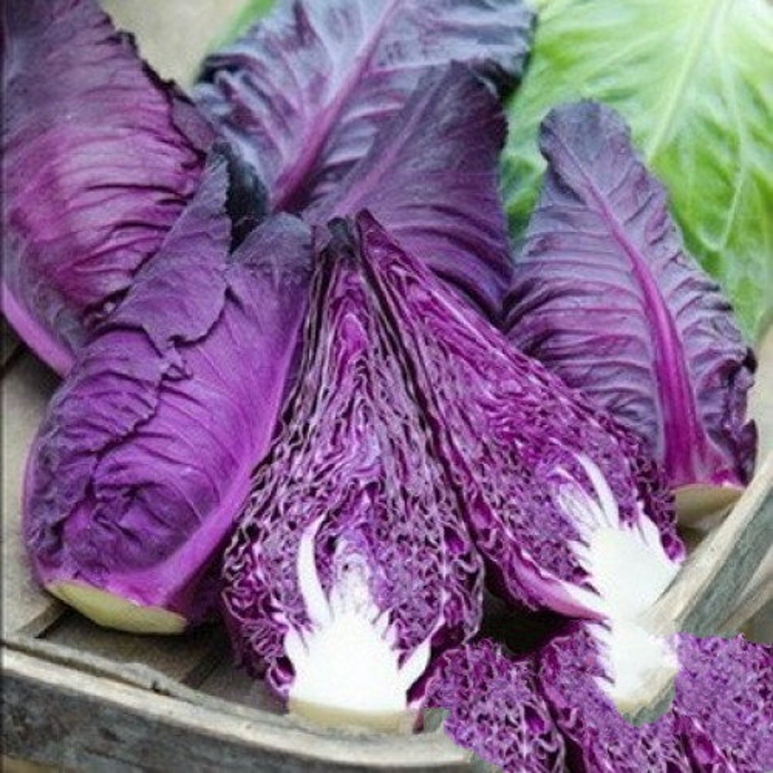 Seeds Red cabbage Kalibos Compact Purple Vitamin Vegetables | Etsy