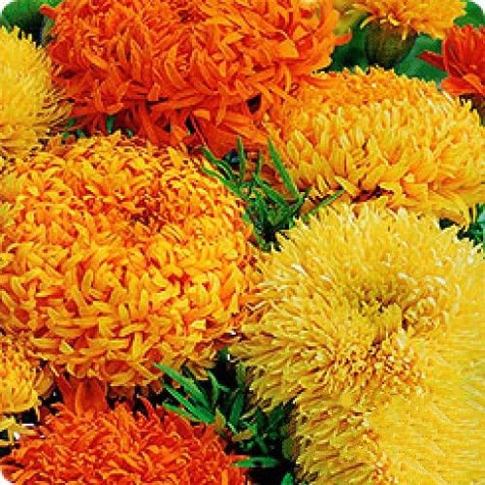 Seeds Marigolds vertical Fantastic mix Large Terry Beautiful Flower ...