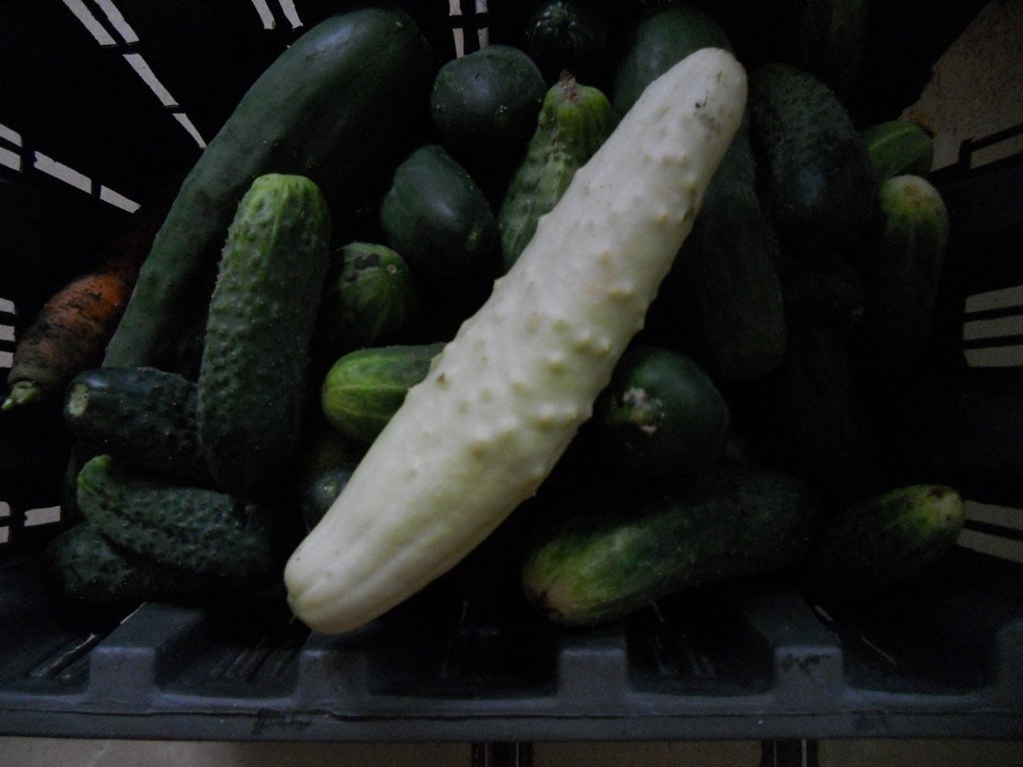 Semillas Pepino Blanco Delicacy Original Chino Crispy Sabrosas Semillas ...