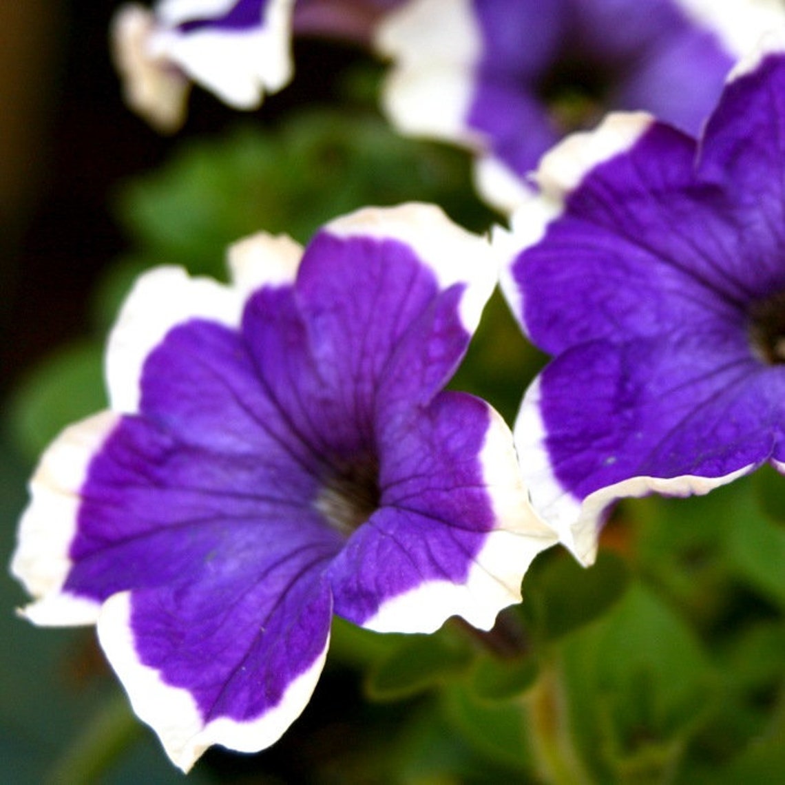 Seeds Petunia X Hybrida Picotee Blue F1 Fragrant Annual Flower | Etsy