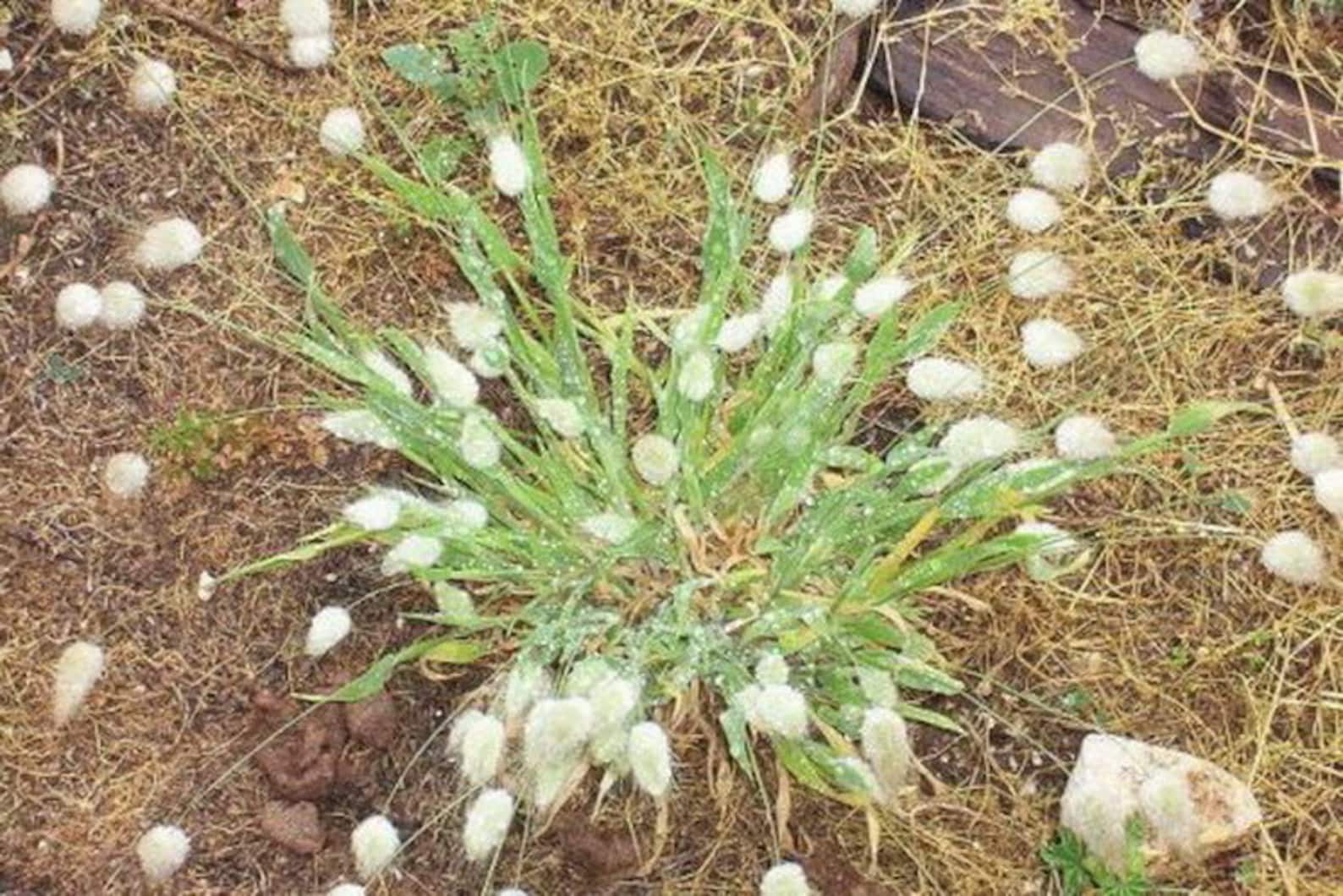 Seeds Flowers Lagurus Ovatus Dryflower Cereal Plant From - Etsy