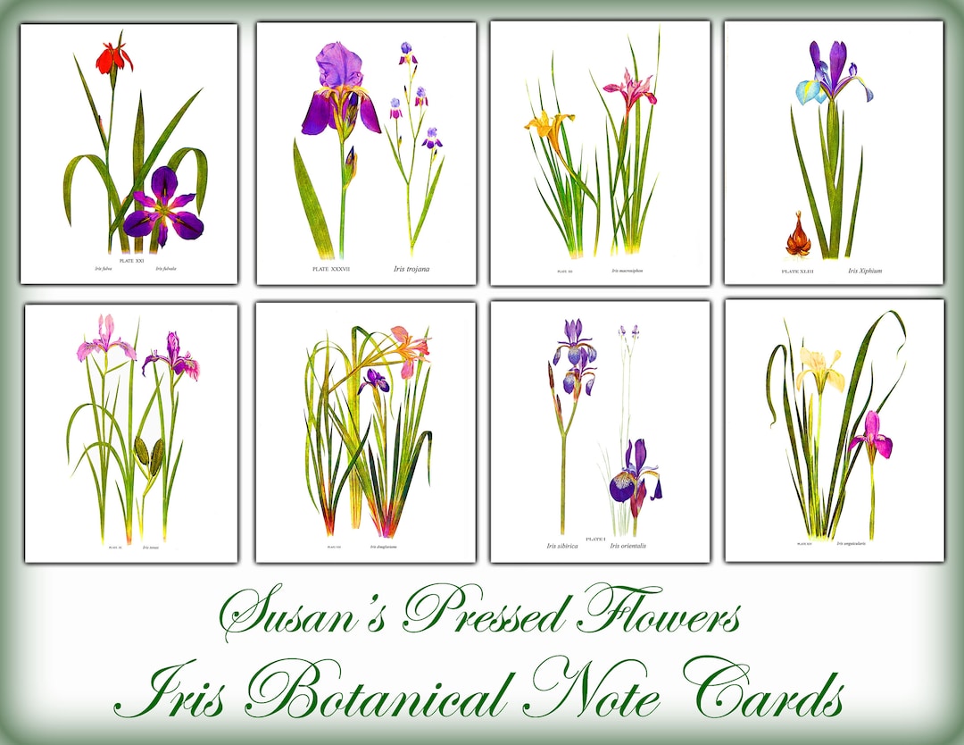 Iris Botanical Note Cards - Etsy