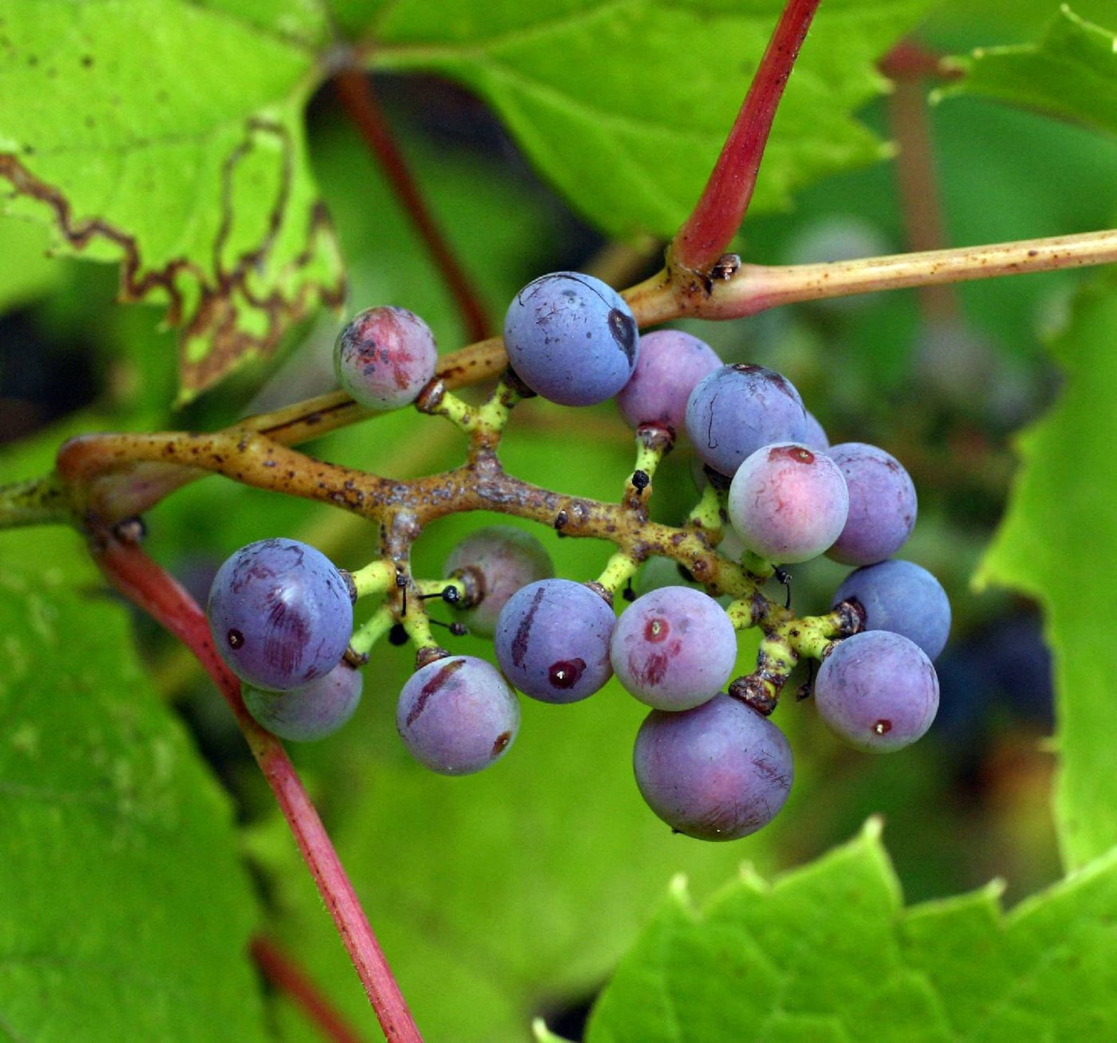 Vitis riparia 15 fresh seeds. River grape riverbank grape | Etsy