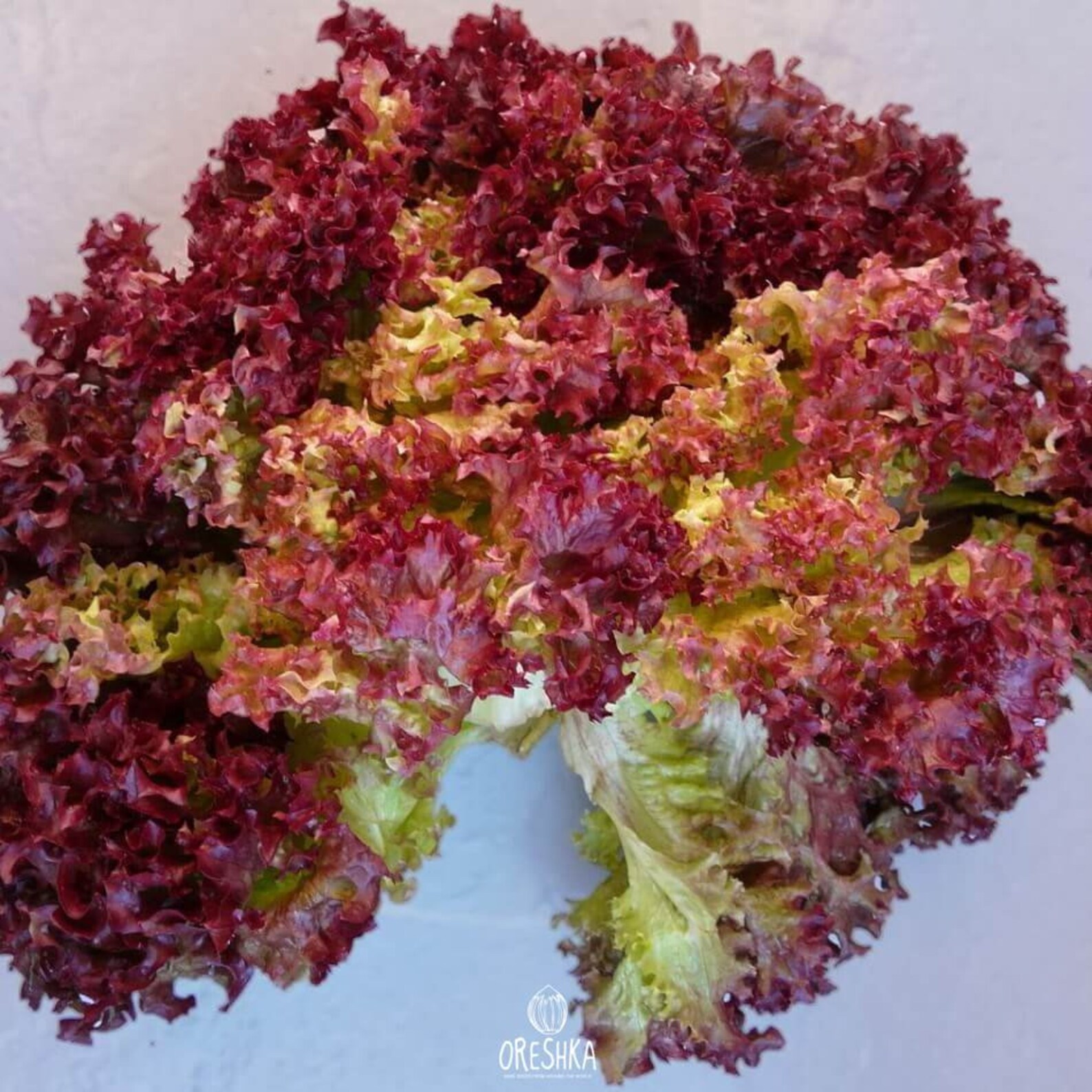 Lollo Rossa Salad 100 PCS fresh seeds Lollo Rossa Lettuce | Etsy