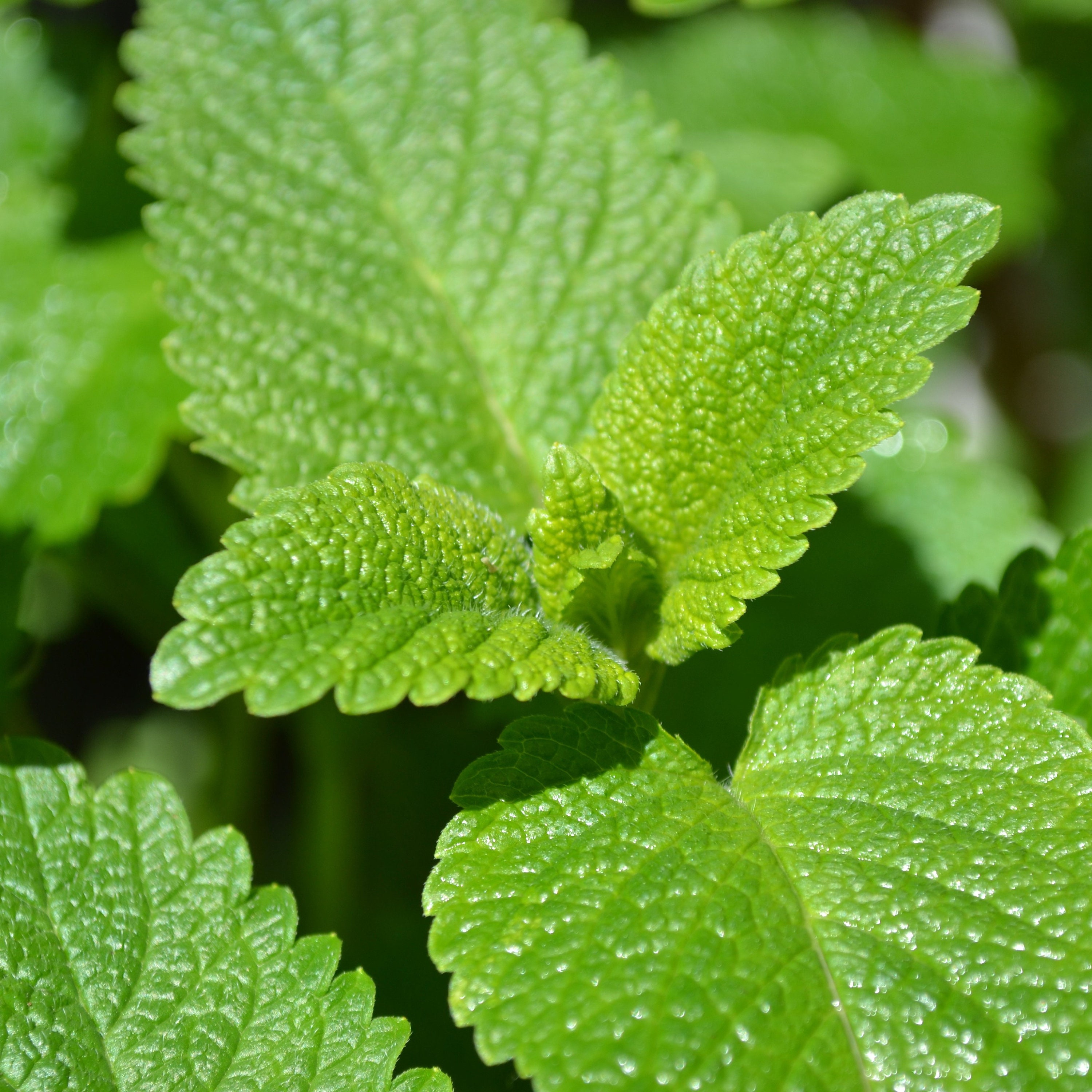 Hierba Melissa officinalis 50gr. Melissa officinalis | Etsy