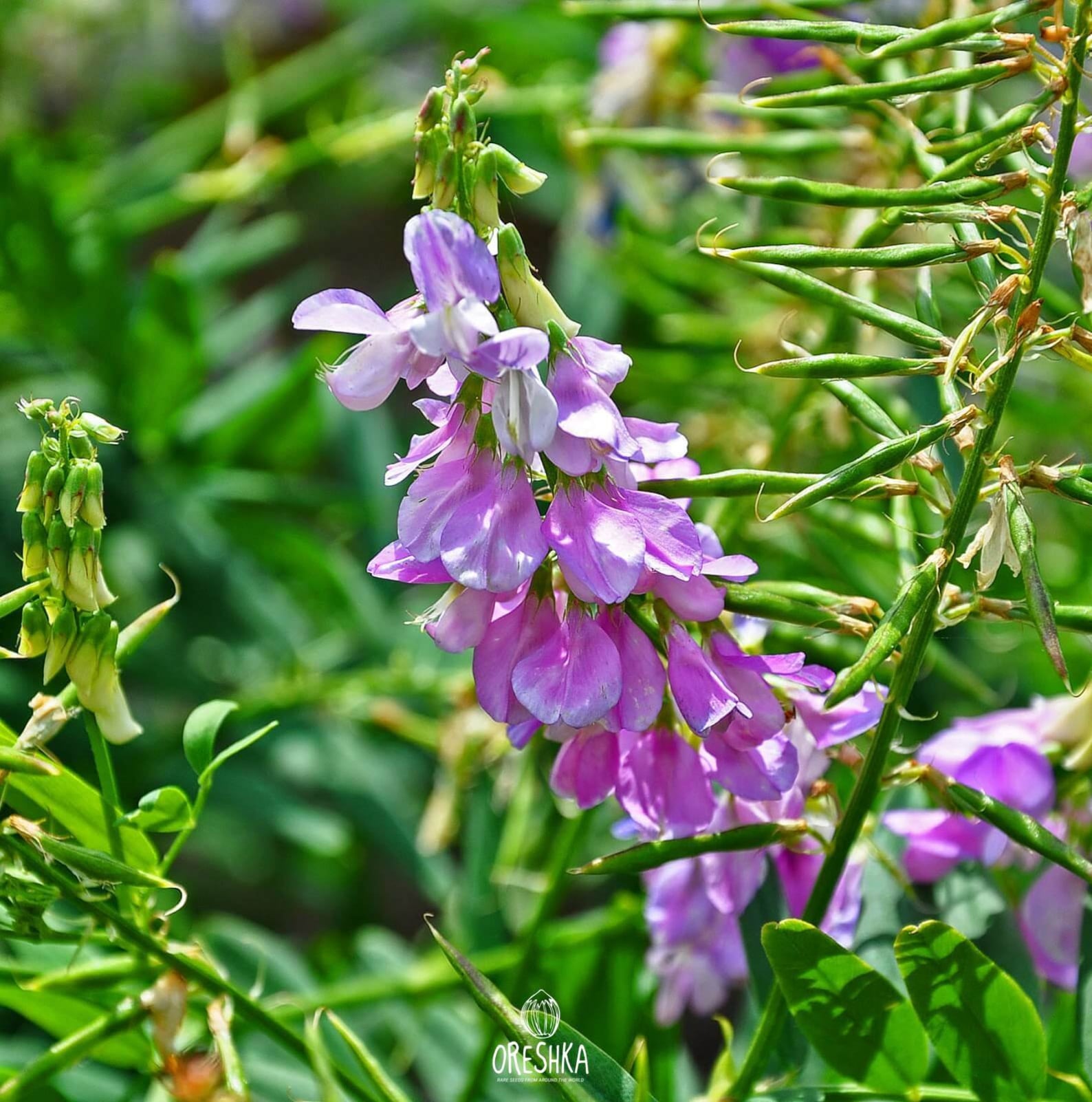 Galega officinalis 500 fresh seeds Galega seeds Medicinal | Etsy