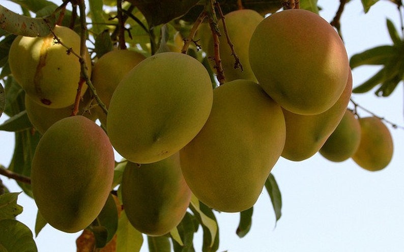 Best Goan mango Mankurad 2 fresh seeds. Mangifera 2 big seeds. | Etsy