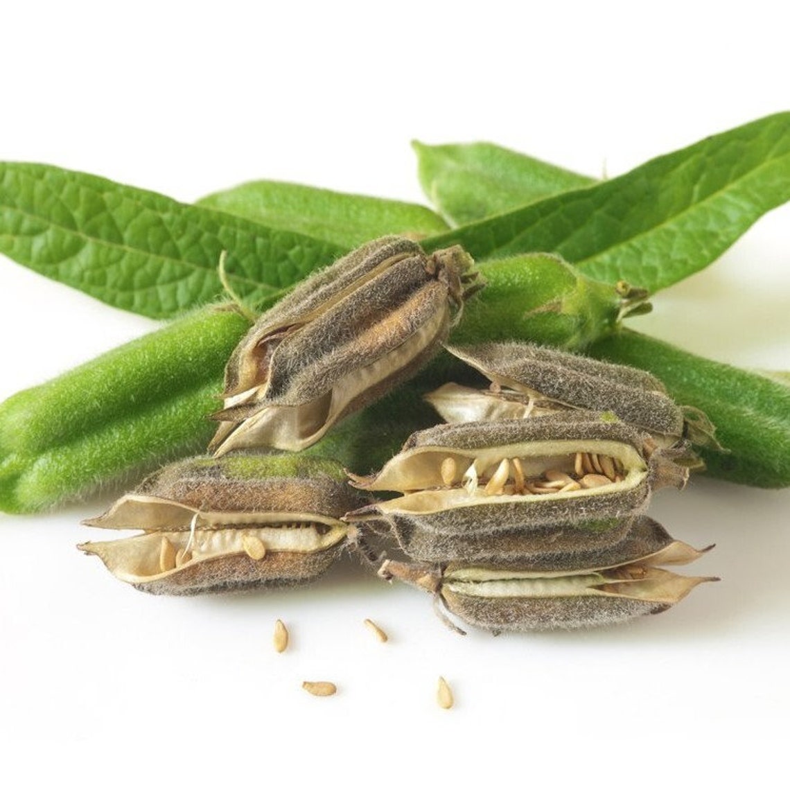 Sesame 100 PCS fresh seeds Sesamum indicum | Etsy