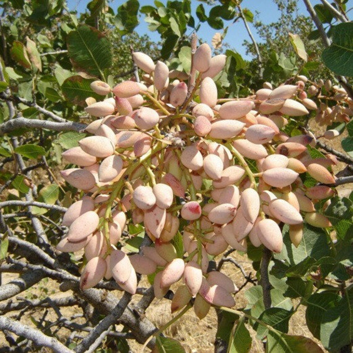 Pistachios 100gr fresh seeds Pistacia. Pista seeds from | Etsy