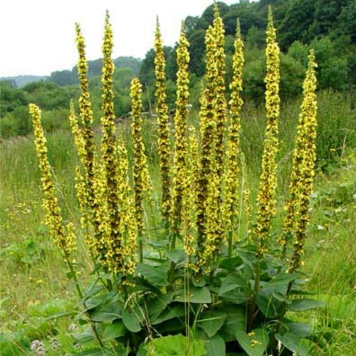 Agrimony 20 fresh seeds. Agrimonia eupatoria seeds | Etsy