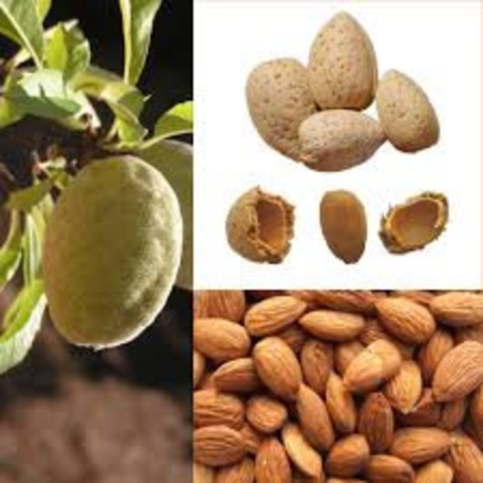 La almendra amarga aromática 5 semillas frescas. Prunus dulcis | Etsy