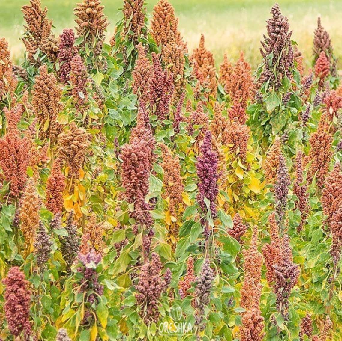 Canihua Chenopodium pallidicaule kaniwa 100 PCS fresh | Etsy
