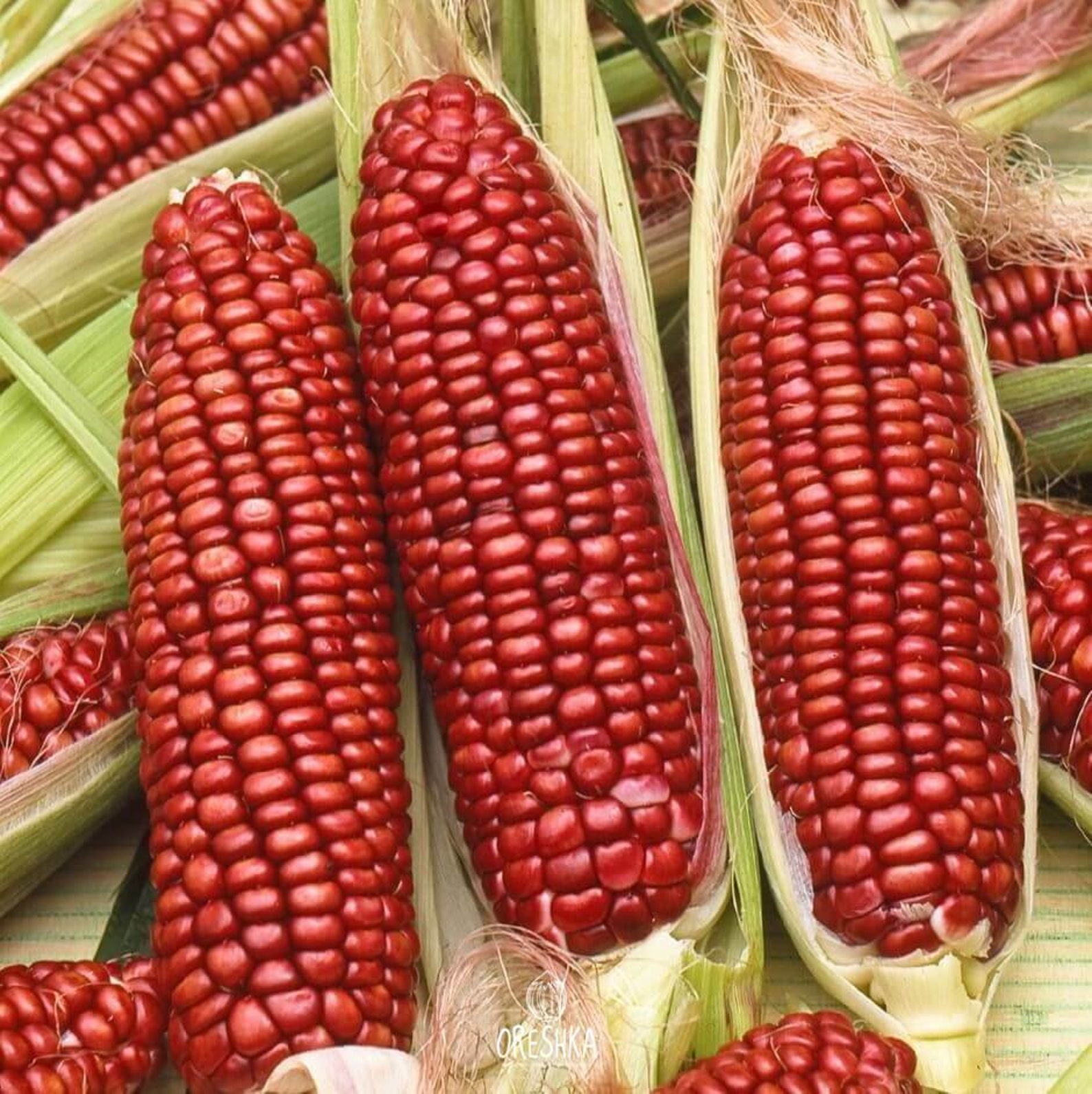 Colored corn Ruby 10 PCS fresh seeds | Etsy