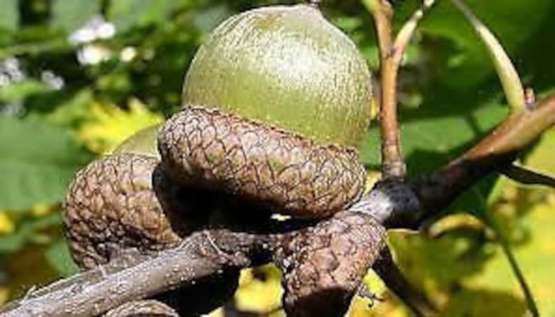 Chêne Quercus rubra arbre graines de gland chêne rouge 10 | Etsy