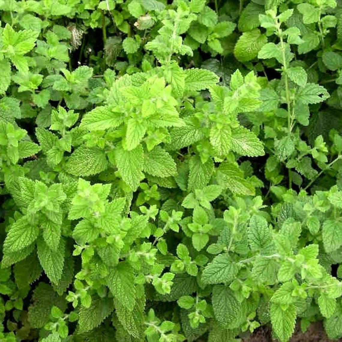 Hierba Melissa officinalis 50gr. Melissa officinalis | Etsy