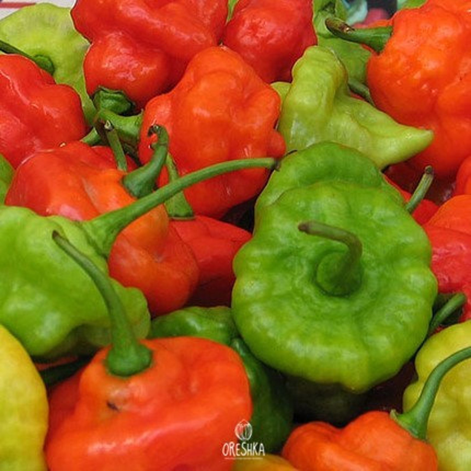 Aji Dulce Pepper 5 PCS fresh seeds | Etsy