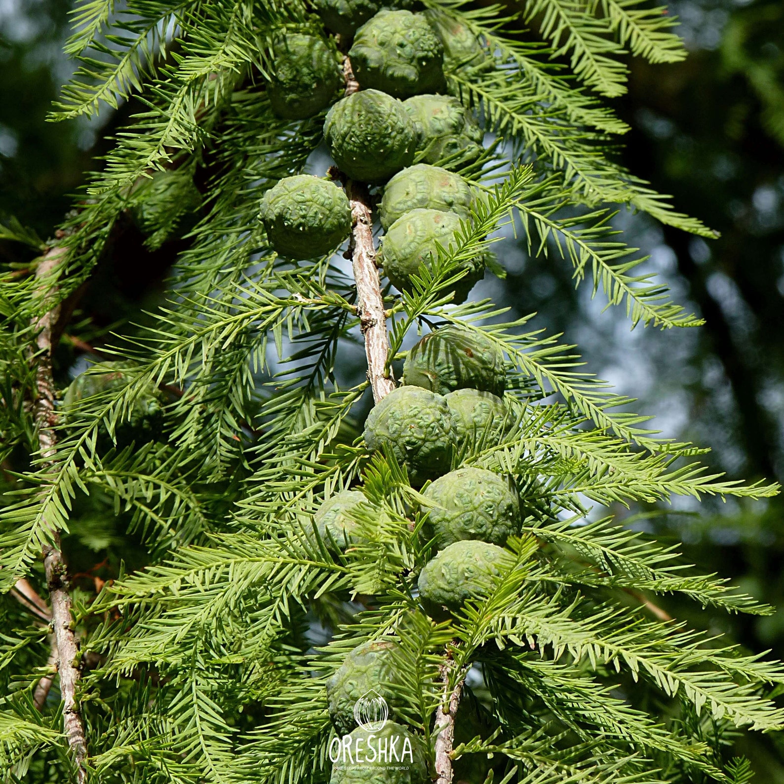 Taxodium distichum 15 Seeds | Etsy