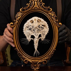 Real Starry Batfish Skeleton, Fish Taxidermy, Halieutaea Sp on Vintage ...