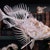 Real Lionfish Skeleton, Dendrochirus, Fish Taxidermy, on Queen Chess ...