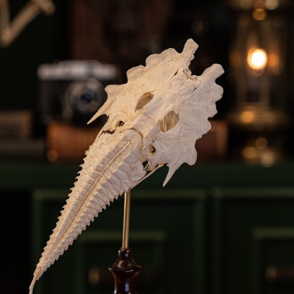 Fish Skeleton - Etsy