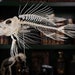 Real Lionfish Skeleton, Dendrochirus, Fish Taxidermy, on Queen Chess ...