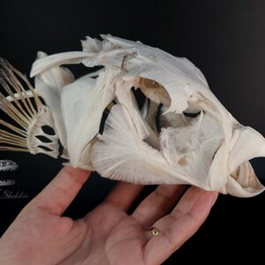 Real Silver Toadfish Skull, Silver Toadfish Skeleton, Lagocephalus ...