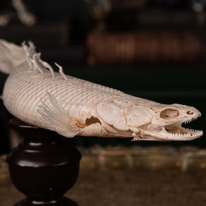 Real Senegal Bichir Fish Skeleton, Polypterus Senegalus, Real Dragon ...