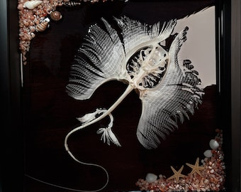 Stingray Skeleton - Etsy