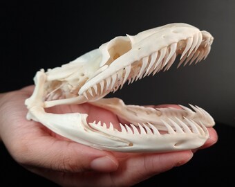 Real Snake Skull - Etsy