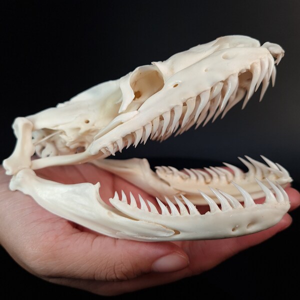 Real Snake Skin - Etsy