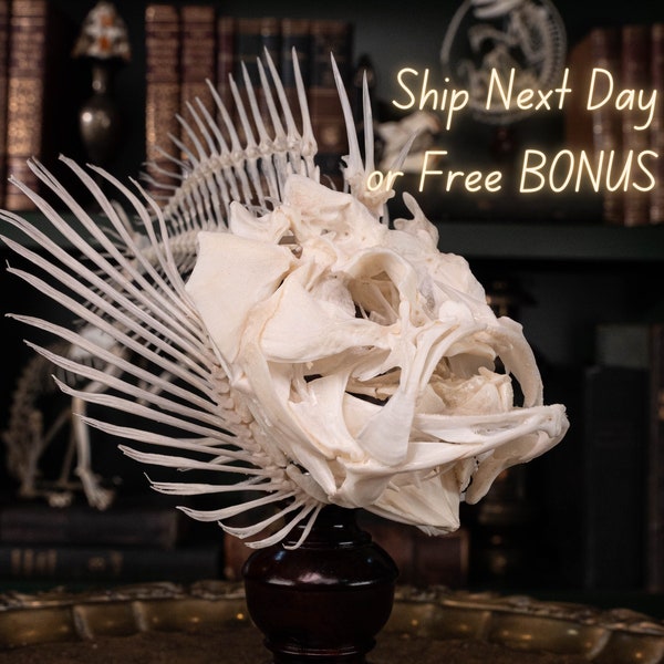 Fish Bone - Etsy