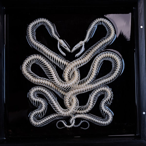 Snake Taxidermy - Etsy