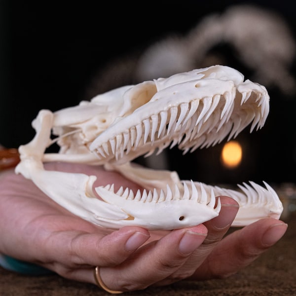 Real Animal Skull - Etsy