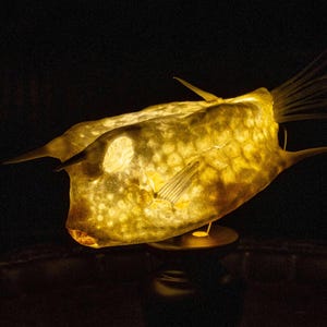Real Longhorn Cowfish, Lantern in Boxfish Skeleton, Magnet Mounted Onto ...