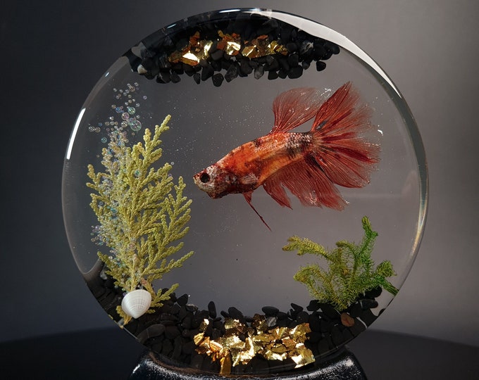 Real BETTA FISH Mummified Fish Fish Taxidermy Resin Art - Etsy