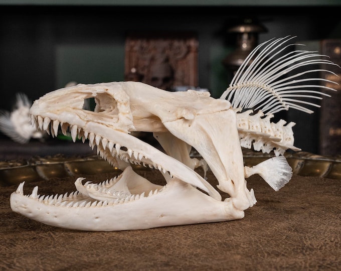Real Moray Eel Skull 13 Cm, Pharyngeal Jaw, Creepy Horror Oddities Gift ...